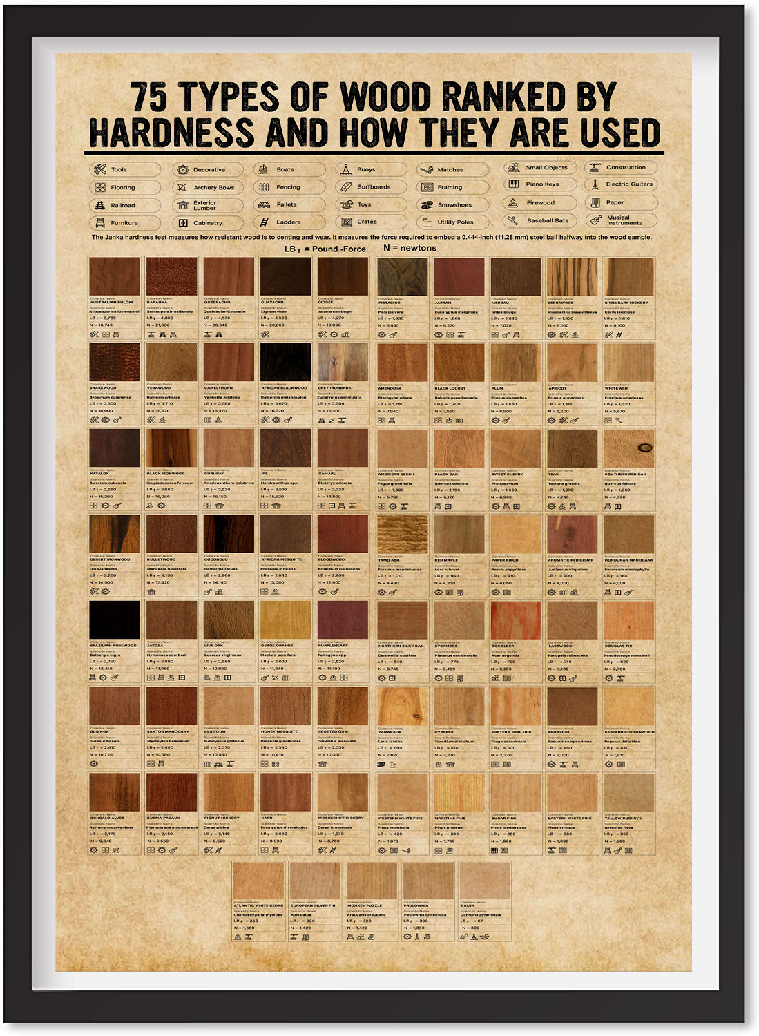 Carpentry Knowledge Poster 75 Types of Wood Ranked by Hardness How They ...