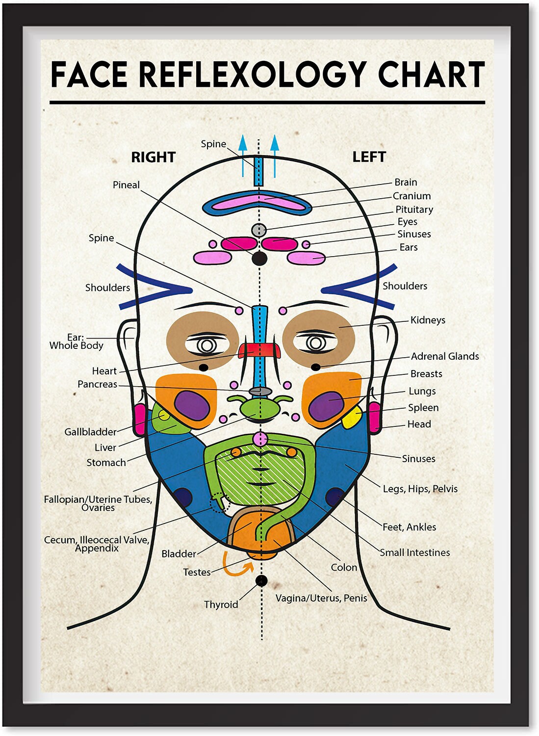 Face Reflexology Chart Poster Detailed Diagram Of Facial Anatomy Wall
