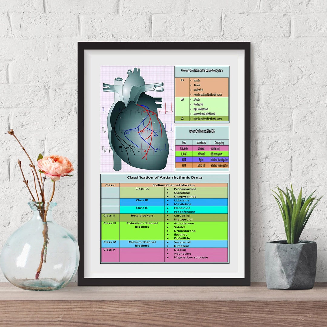 Cardiology Poster Coronary Circulation to the Conduction System Print ...