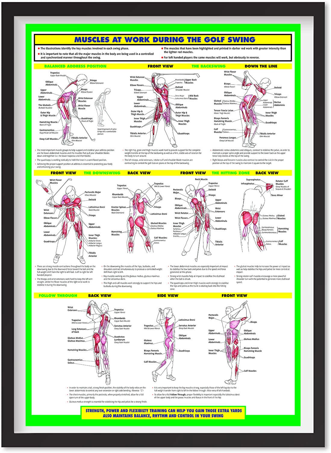 Golfing Muscles Used
