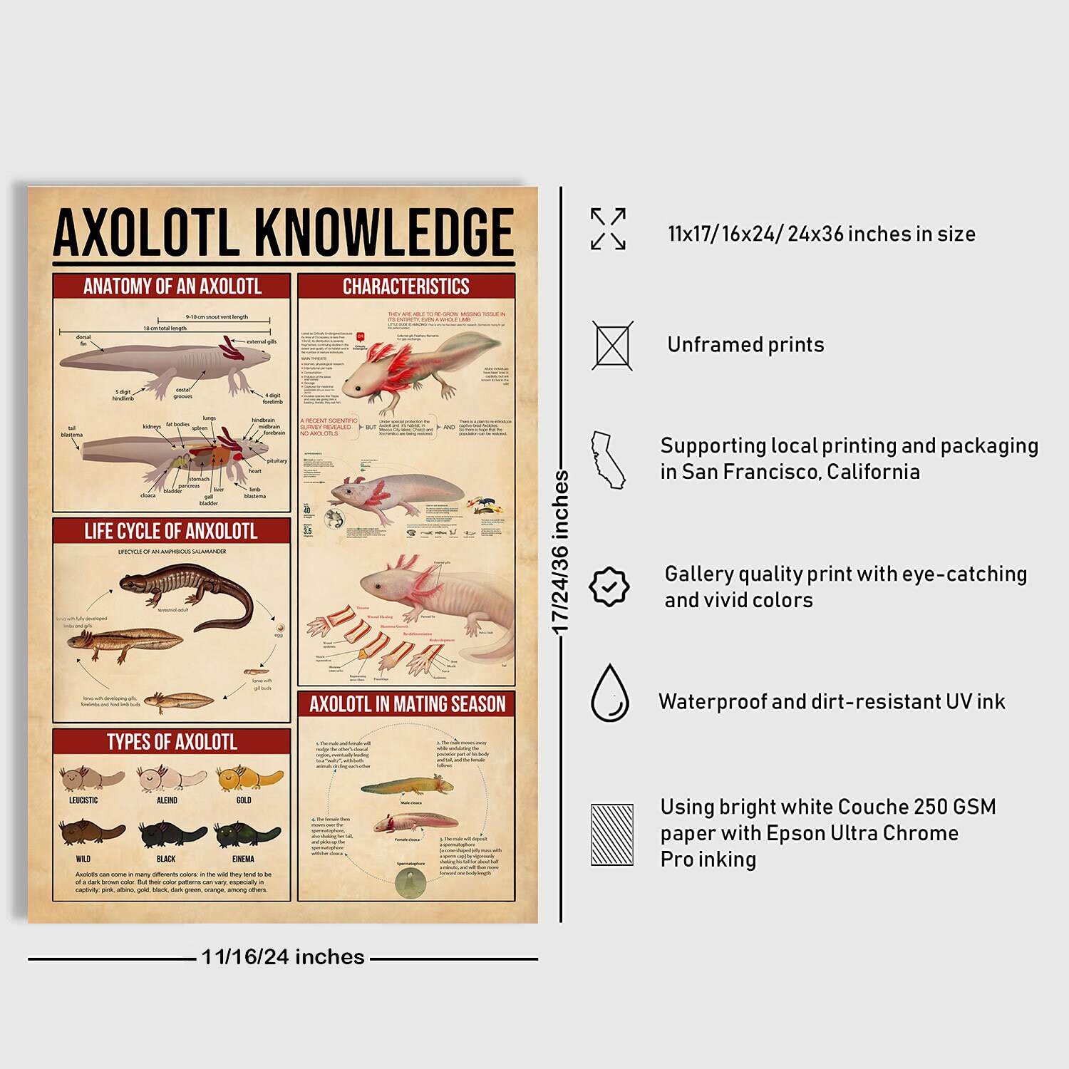 Axolotl Knowledge Poster, Life Cycle of Axolotl Educational Science ...