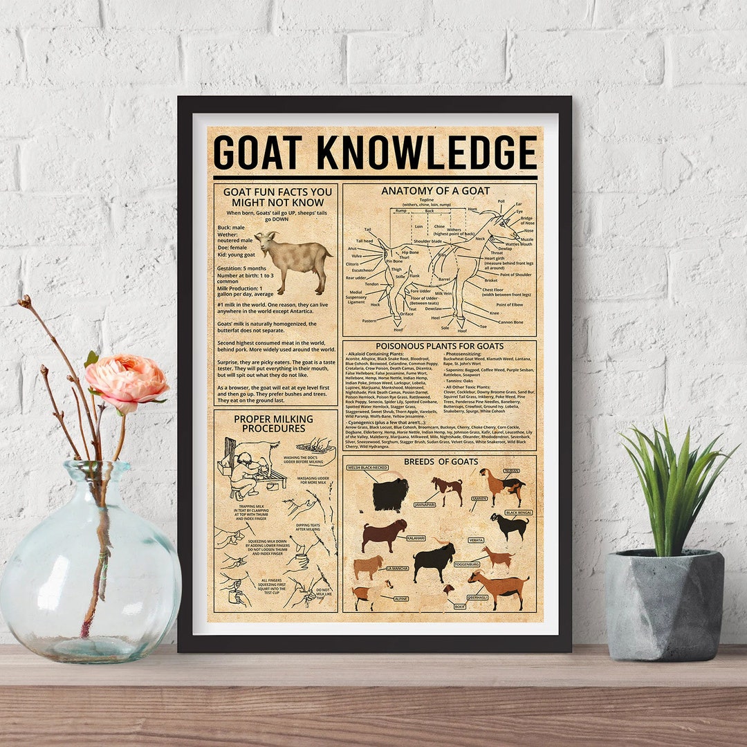 Goat Knowledge Poster, Goat Planing Infographic Poster, Farm Home ...