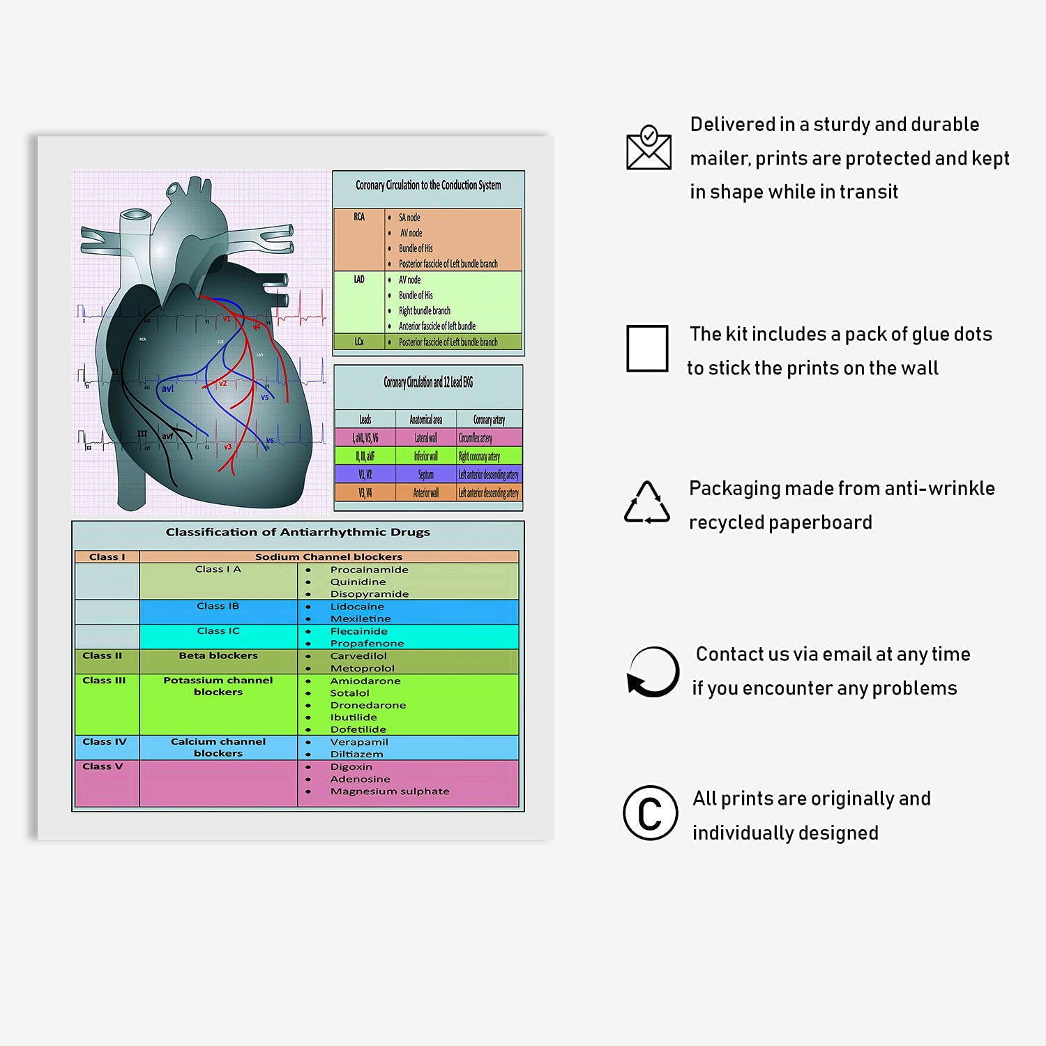 Cardiology Poster Coronary Circulation to the Conduction System Print ...