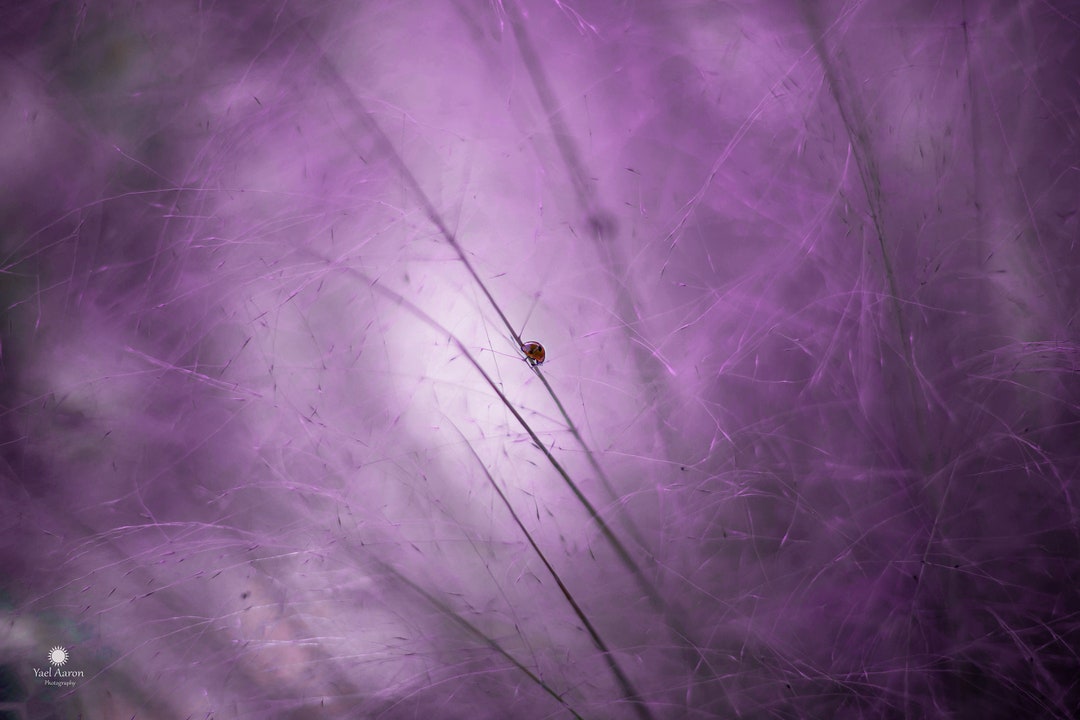 Little Ladybug on Purple Background, Digital Photo Art, Perfect for ...