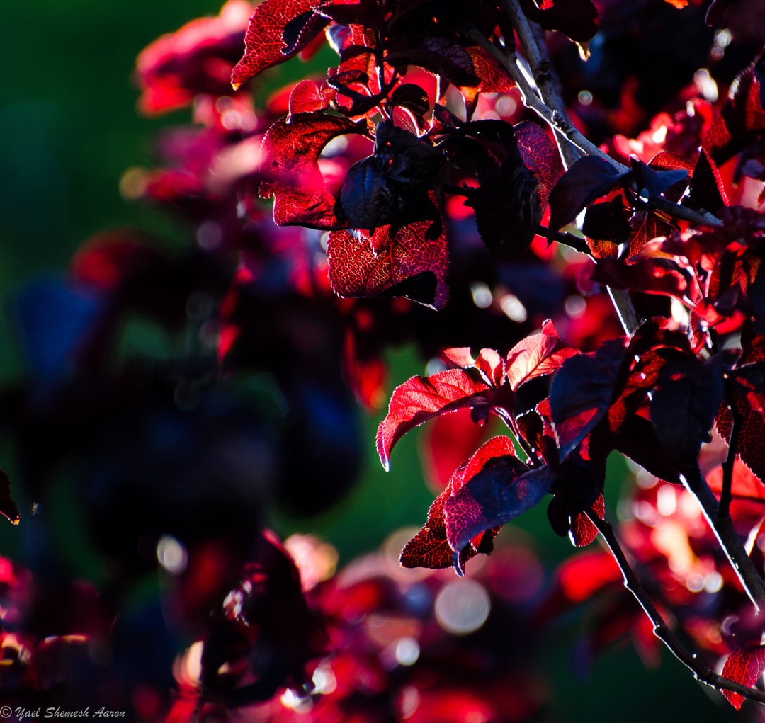 Nature Landscape Photography, Digital Image File for Download and Self ...