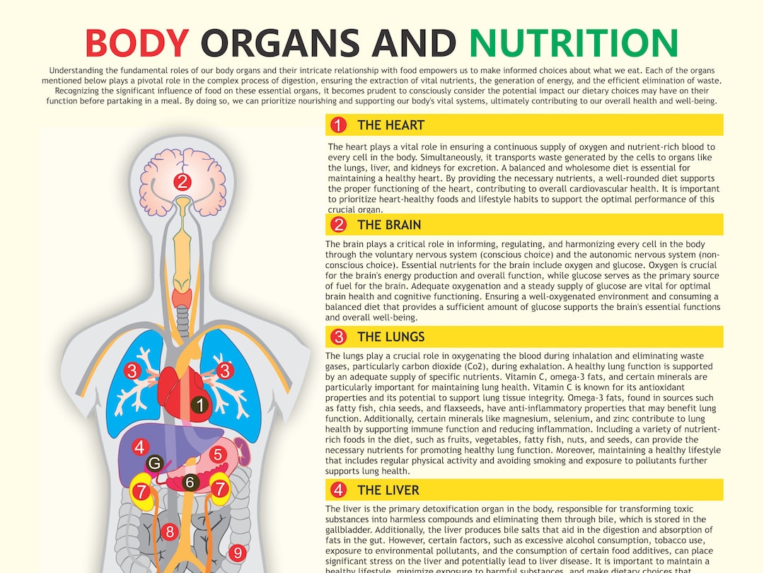 Body Organs and Nutrition Organ Functions Digital Download - Etsy