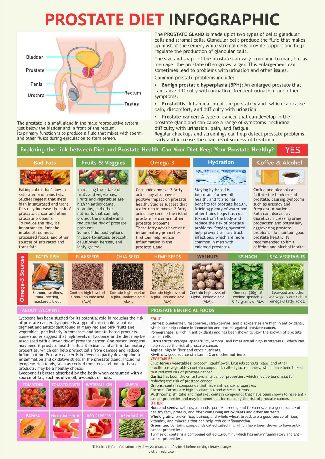 Prostate Infographic Chart, Digital Download PDF, Prostate Chart ...