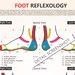 Foot Reflexology Chart, Digital Download PDF, Reflexology Chart ...