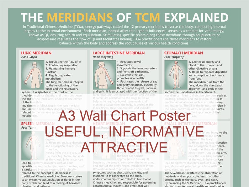 TCM Meridians A3 Poster: Chinese Medicine Chart (digital Download) - Etsy