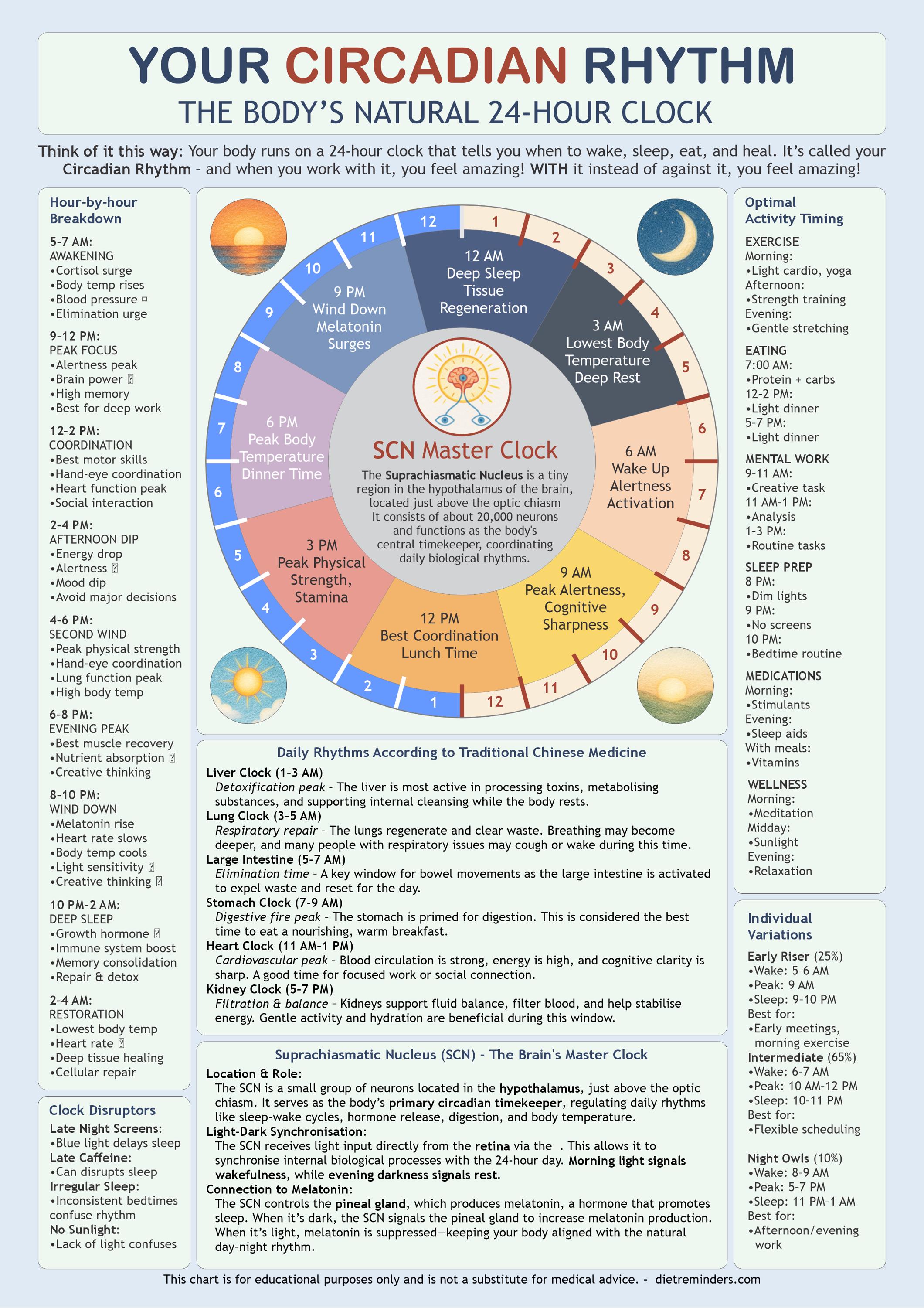 Circadian Rhythm Bundle: Body Clock & Sleep Cycle Guide (digital ...