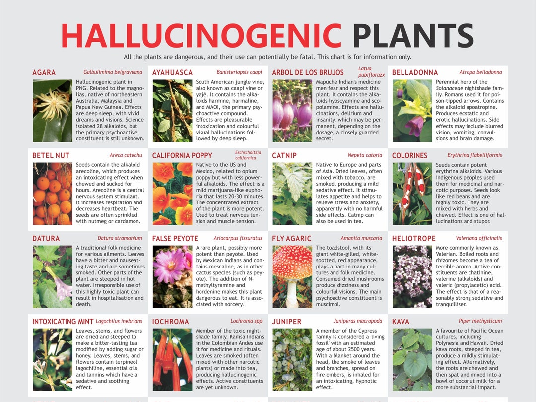 Hallucinogenic Plant Chart Digital Download PDF Trippy - Etsy