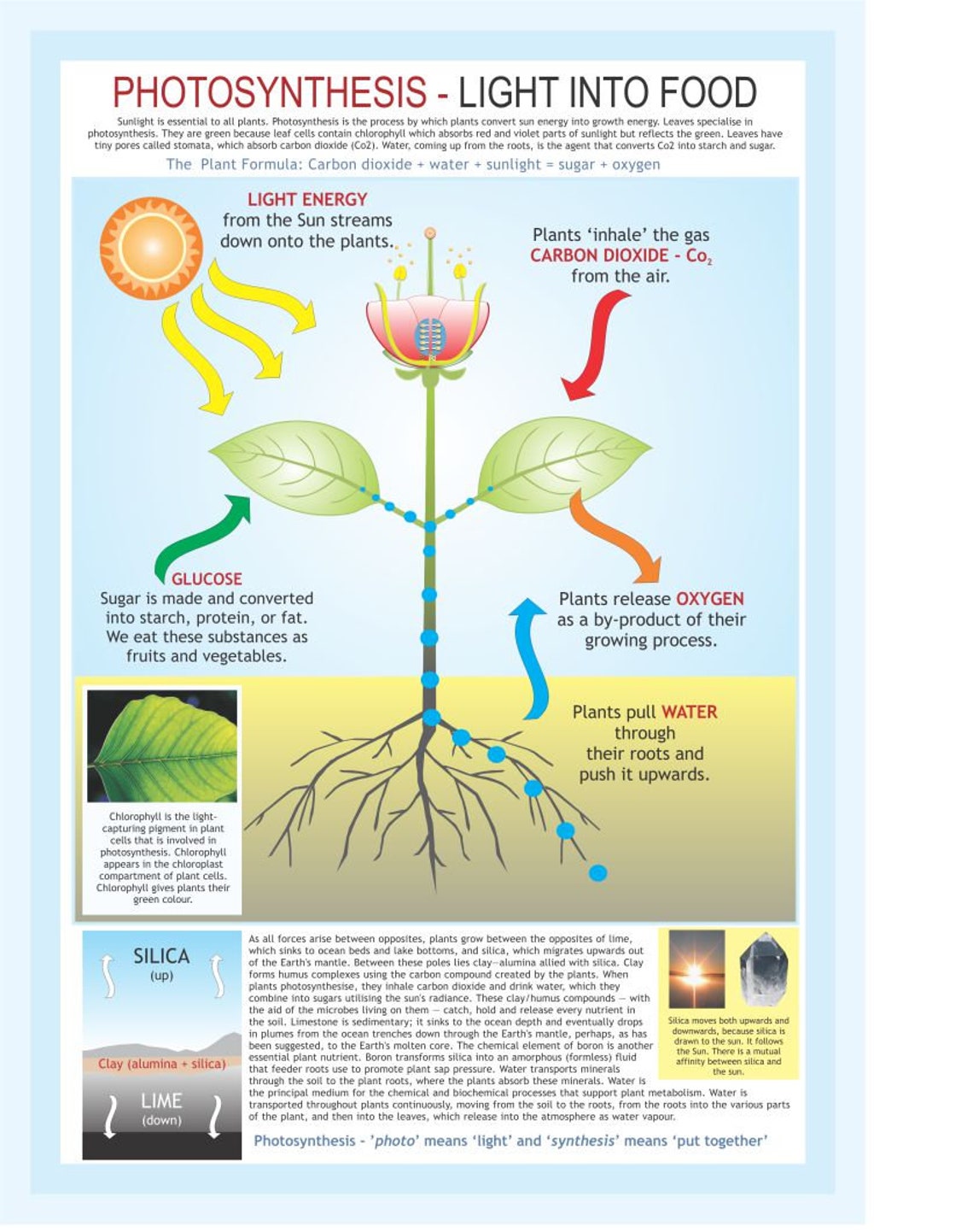 Photosynthesis Explanation Poster: Educational Plant Chart ...