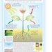 Photosynthesis Explanation Poster: Educational Plant Chart ...