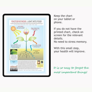 Photosynthesis Explanation Poster: Educational Plant Chart ...