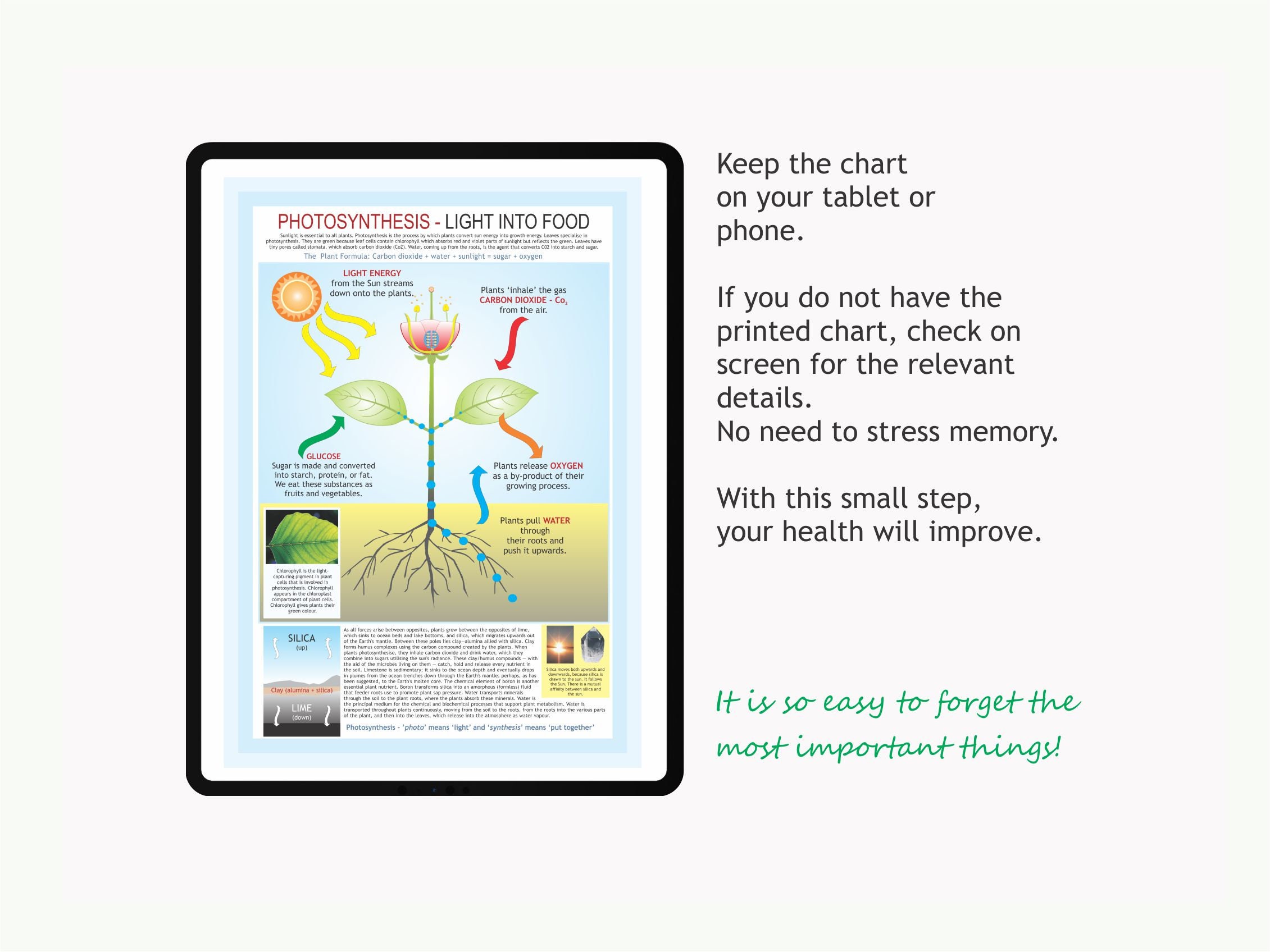 Photosynthesis Explanation Poster: Educational Plant Chart ...
