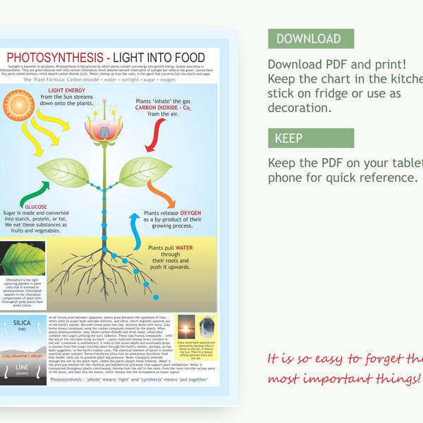 Photosynthesis Poster - Etsy