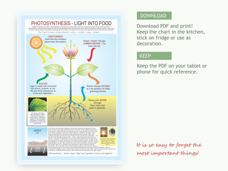 Photosynthesis Explanation Poster: Educational Plant Chart ...