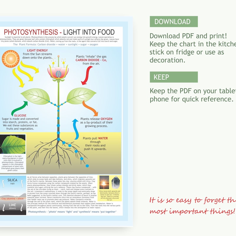Photosynthesis Poster - Etsy