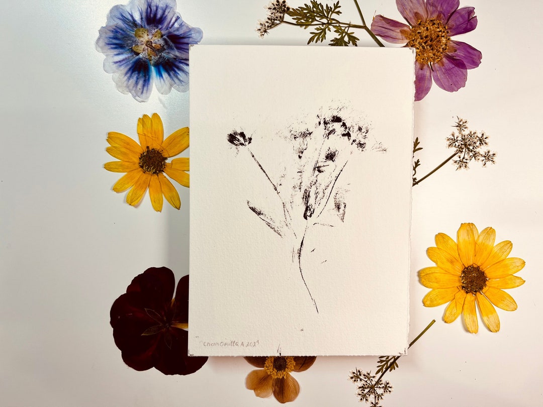 Original Chamomile Botanical Print on Paper Art for Your - Etsy
