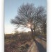 Relaxing Tree View, Digital Print, Wall Art, Home Decor, Nature ...