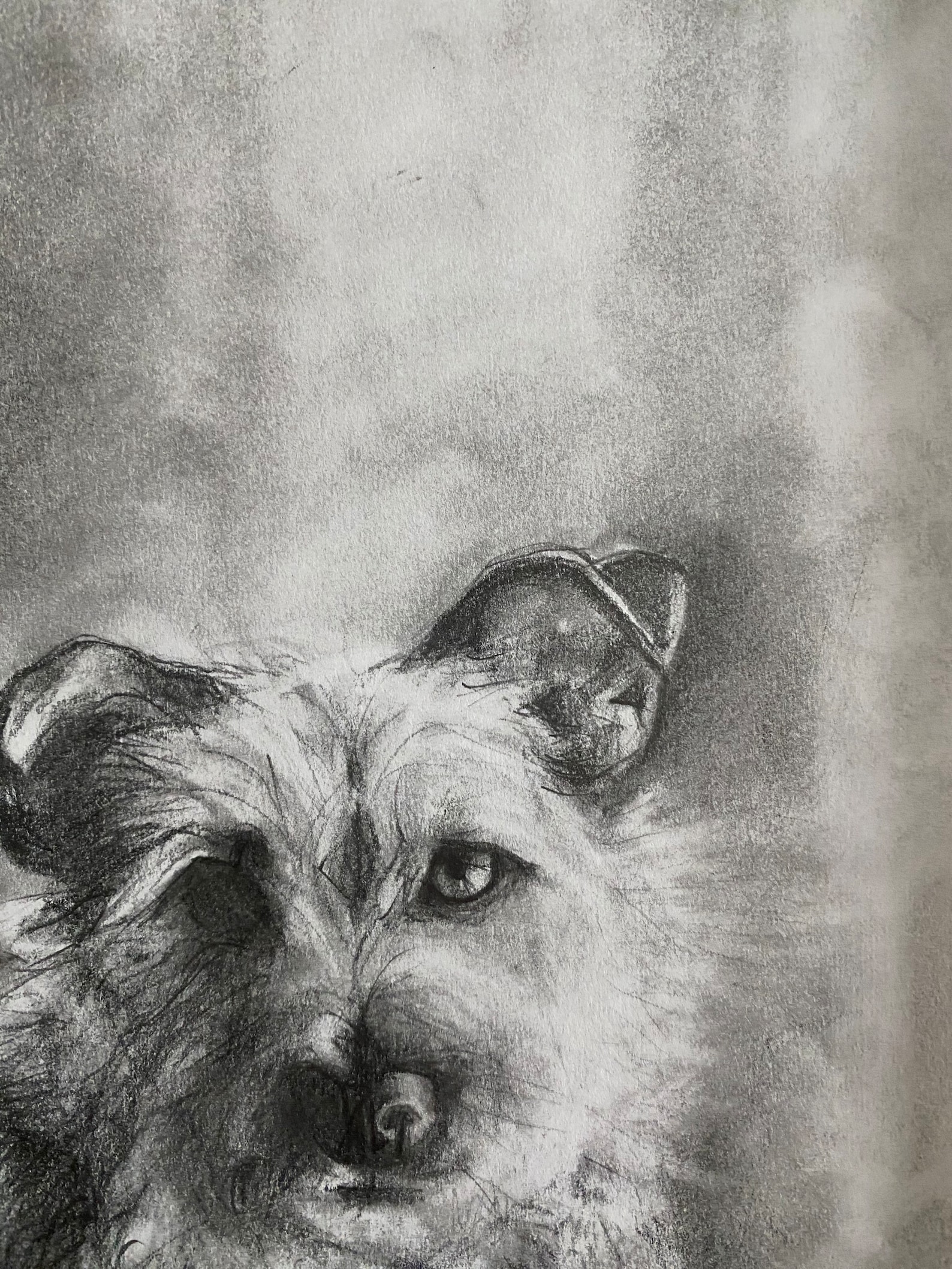 Hand Drawn Custom Pet Drawings - Etsy