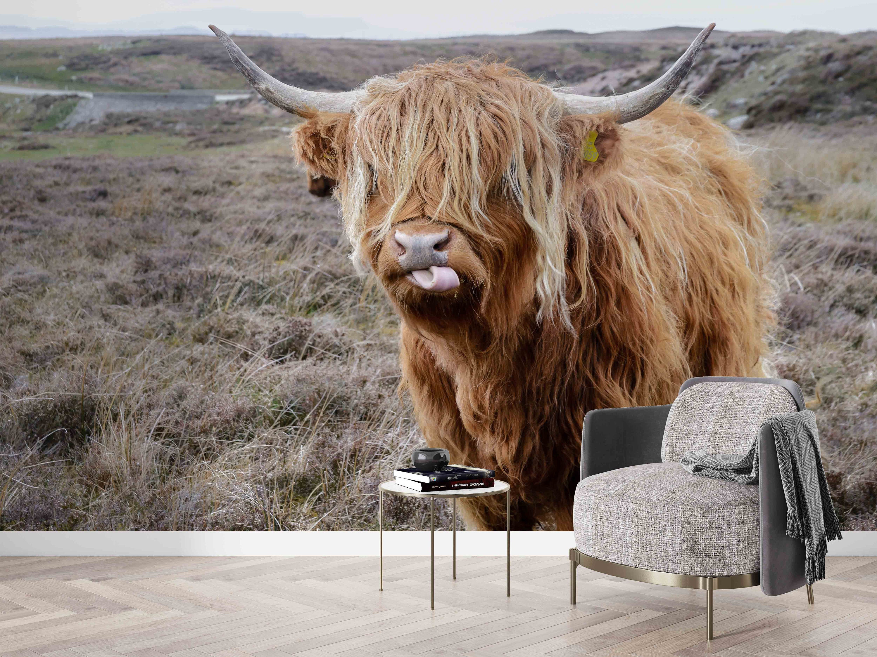 Wild Cattle Wallpaper, Scottish Highland Cattle Landscape Wall Art ...