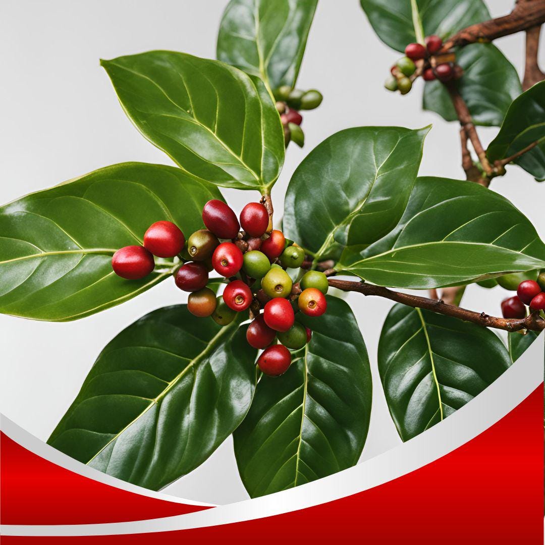 Benguet Arabica Blend Coffee – Medium Roast, Arabica-robusta, Excelsa ...