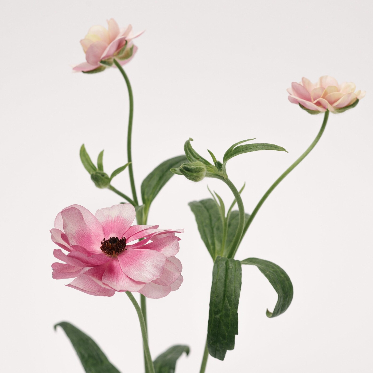 Pink Ranunculus, Pink Flower, Floral Photo, Digital Download, Digital ...