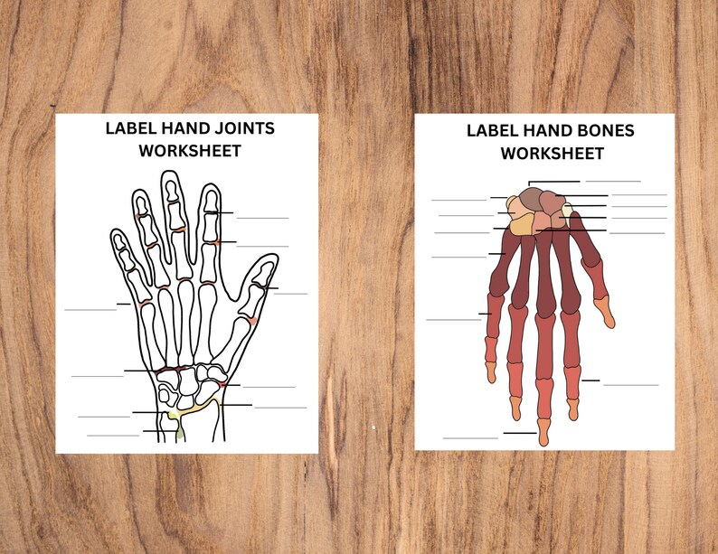 Hand Anatomy Bundle Anatomy & Physiology Notes Bones of the Hand Hand ...
