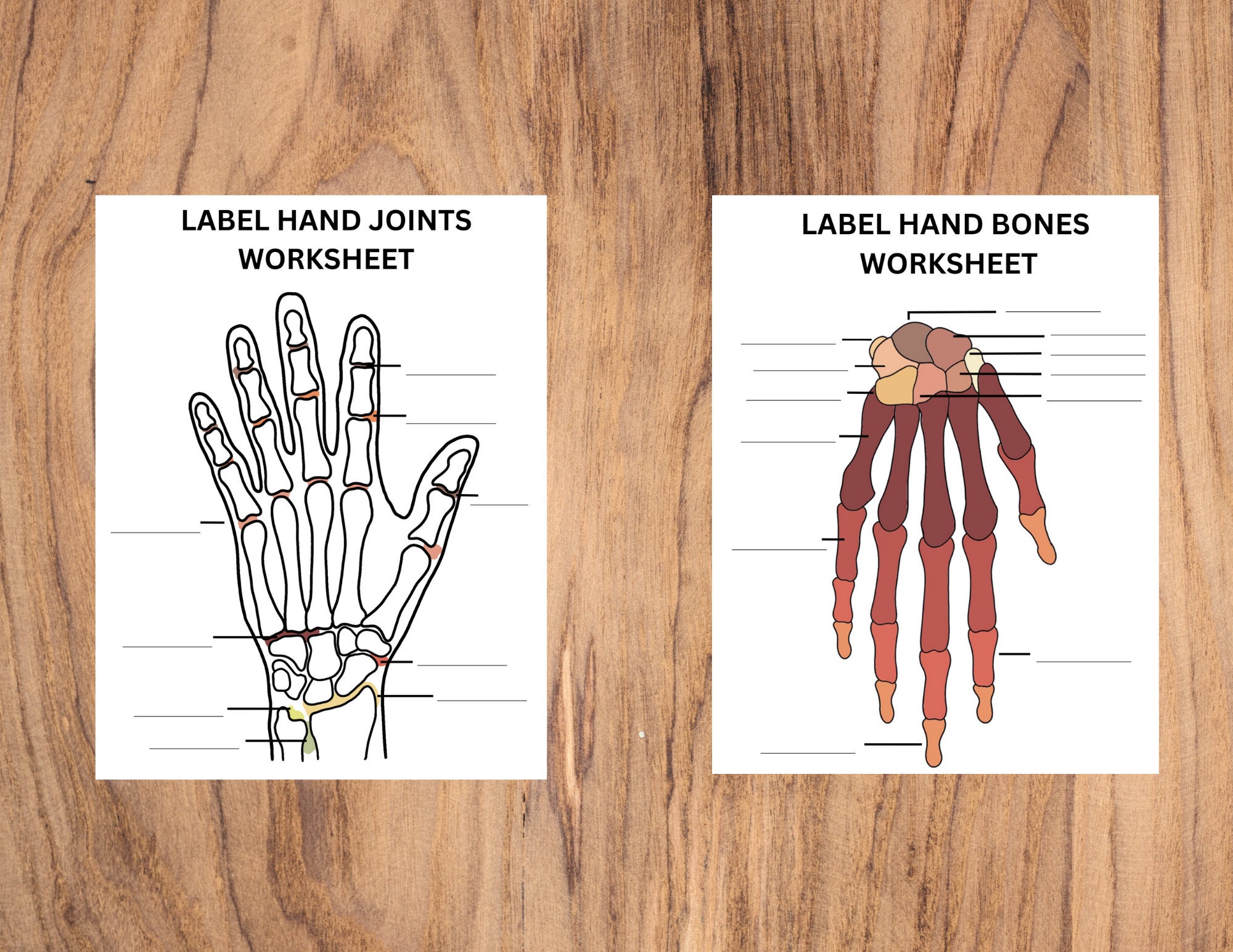 Hand Anatomy Bundle Anatomy & Physiology Notes Bones of the Hand Hand ...