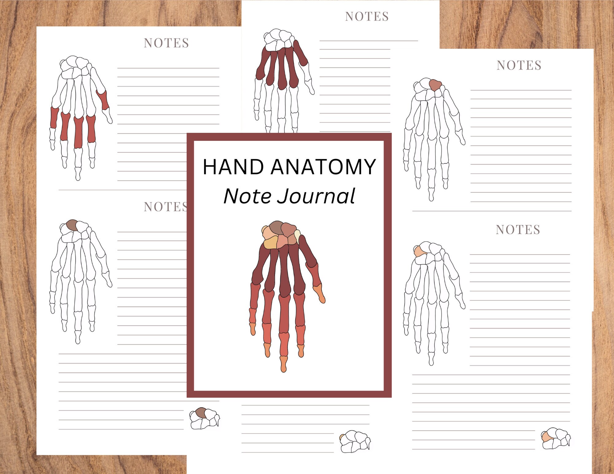 Hand Anatomy Bundle Anatomy & Physiology Notes Bones of the Hand Hand ...