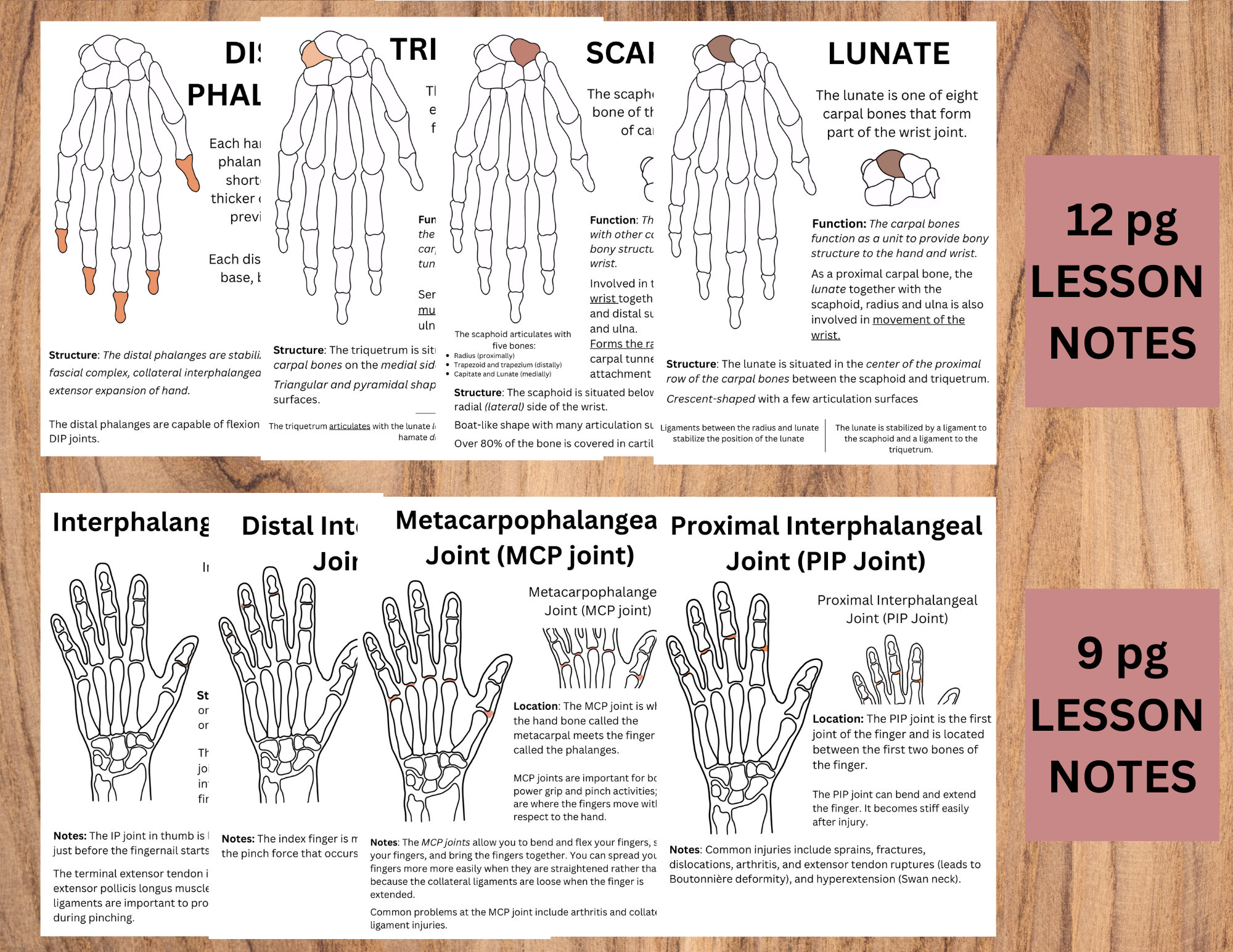 Hand Anatomy Bundle Anatomy & Physiology Notes Bones of the Hand Hand ...