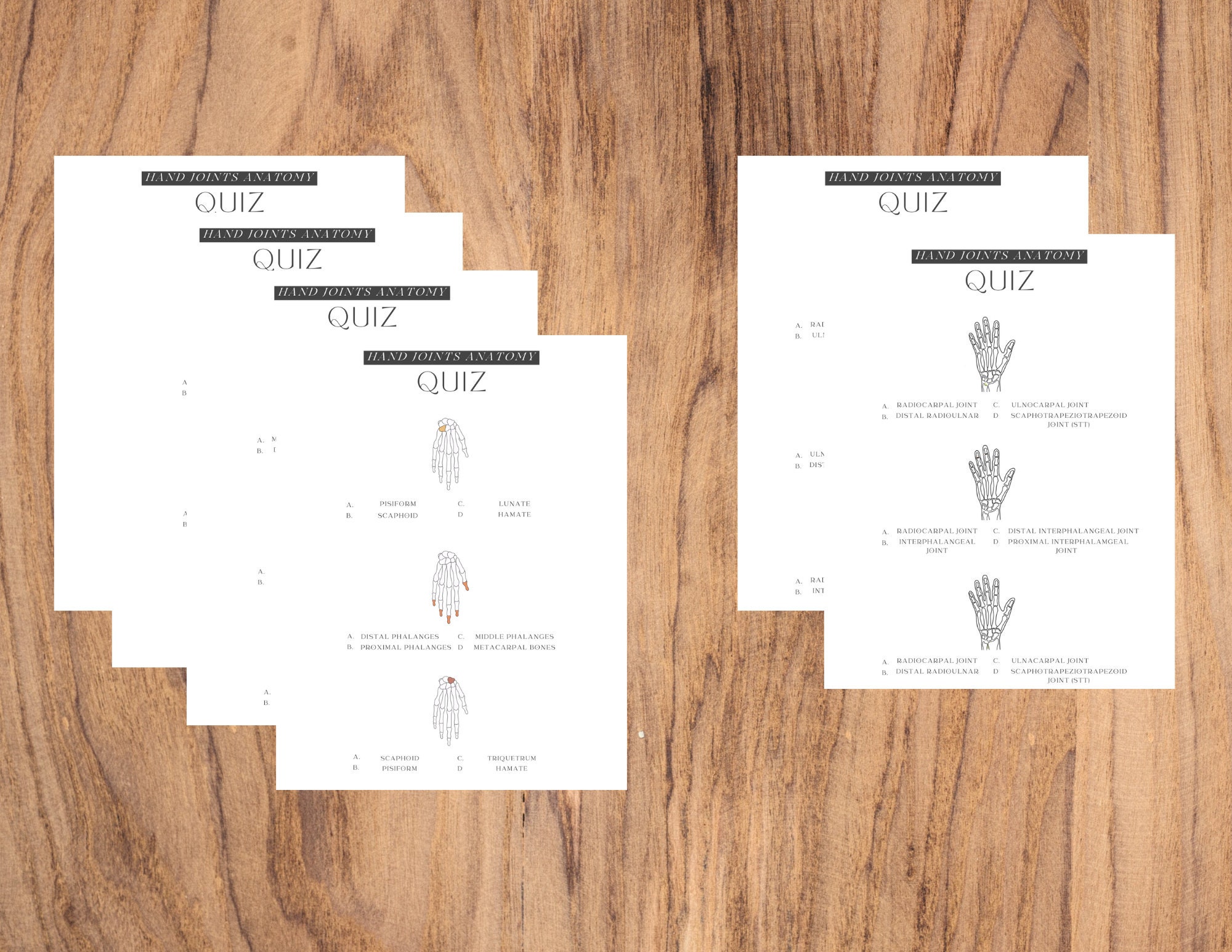 Hand Anatomy Bundle Anatomy & Physiology Notes Bones of the Hand Hand ...