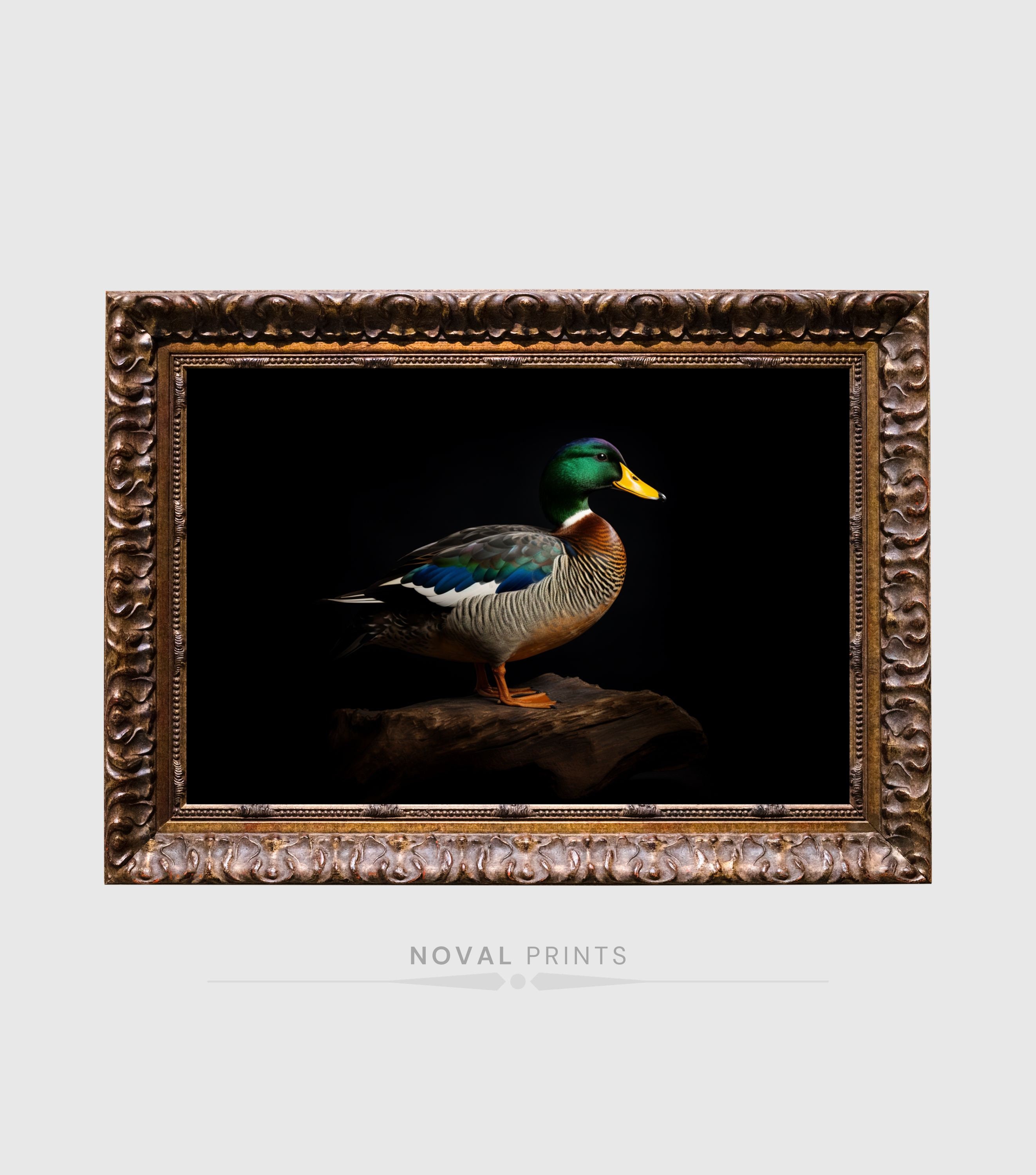 Black Background Vintage Mallard Duck, Duck Art Home Decor, Antique ...