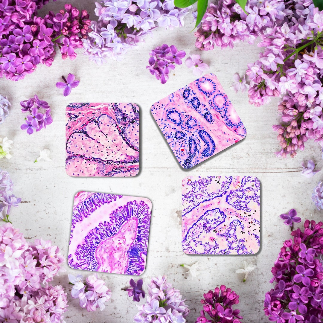 Histology Watercolor Art Coaster Set: Medical Science Gift - Etsy
