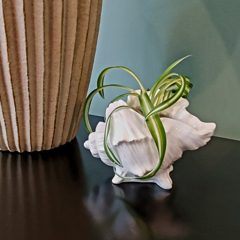 Conch Shell Planter - Etsy