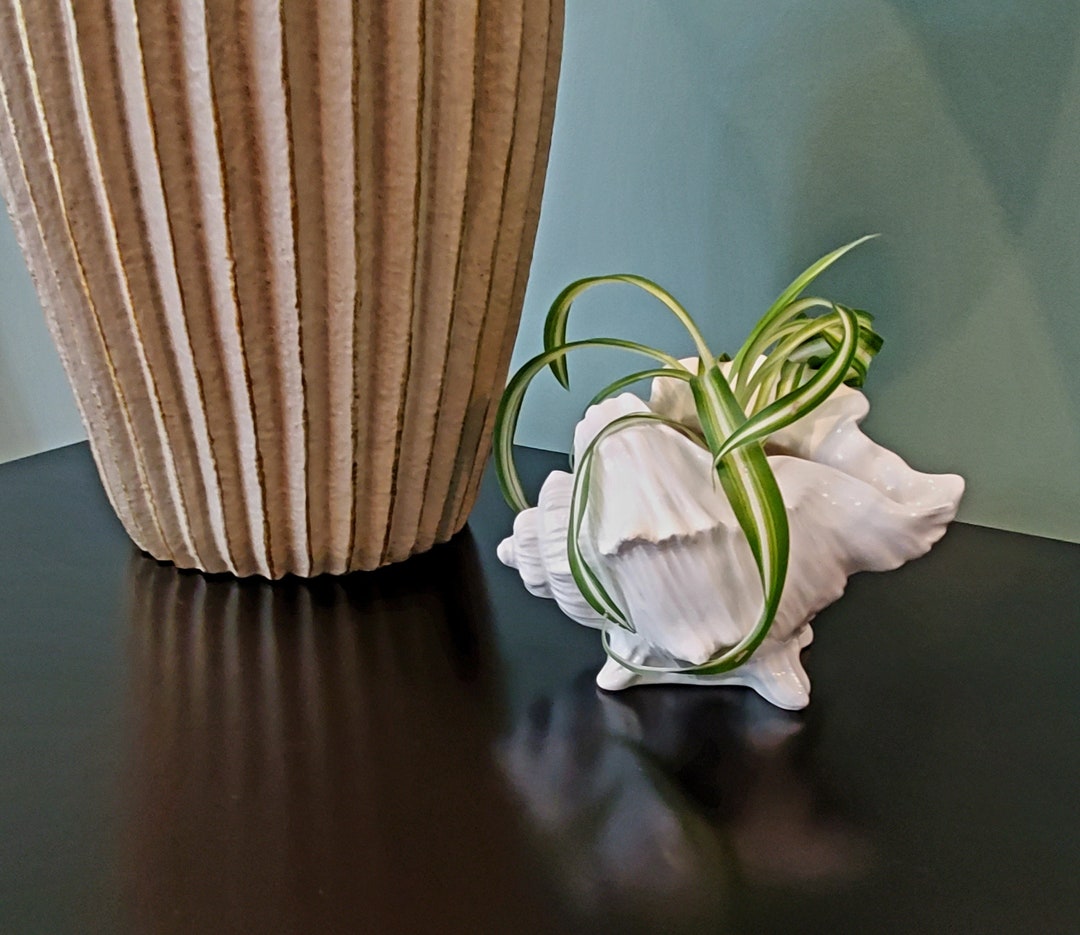 White Seashell Planter - White Conch Shell Planter - White Seashell ...