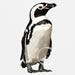 Charming African Penguin Clipart | 20 Realistic Illustrations ...