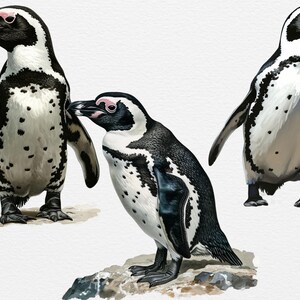 Charming African Penguin Clipart | 20 Realistic Illustrations ...