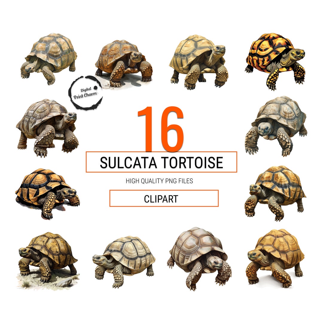 Realistic Sulcata Tortoise Clipart | 16 Detailed Illustrations ...