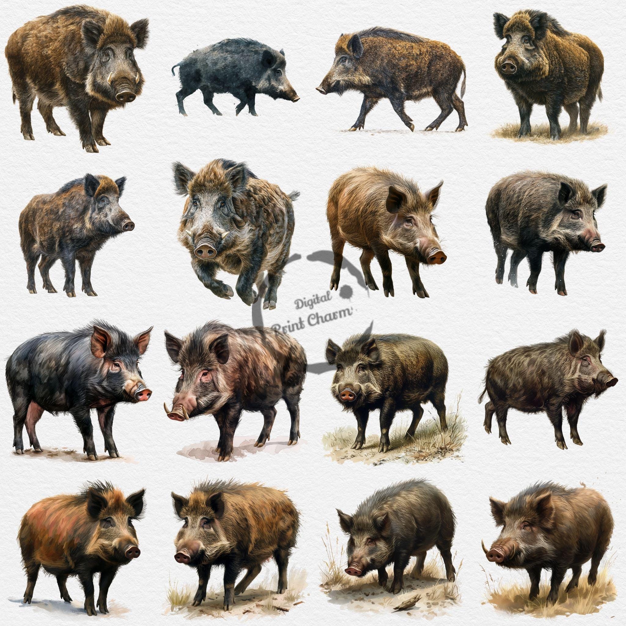 Realistic Wild Boar Clipart Bundle | 20 Wild Hog Illustrations ...