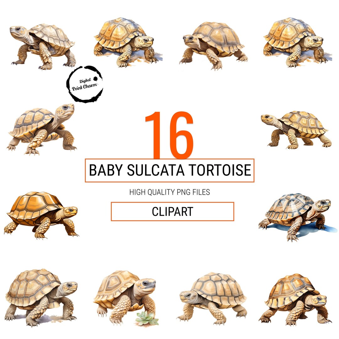 16 Baby Sulcata Tortoise Cliparts Watercolor Digital Prints for ...