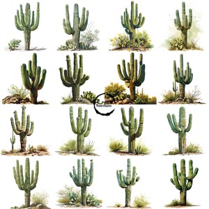 Stunning Saguaro Cactus Clipart | 16 Realistic Desert Illustrations ...