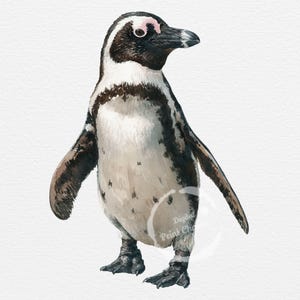 Charming African Penguin Clipart | 20 Realistic Illustrations ...