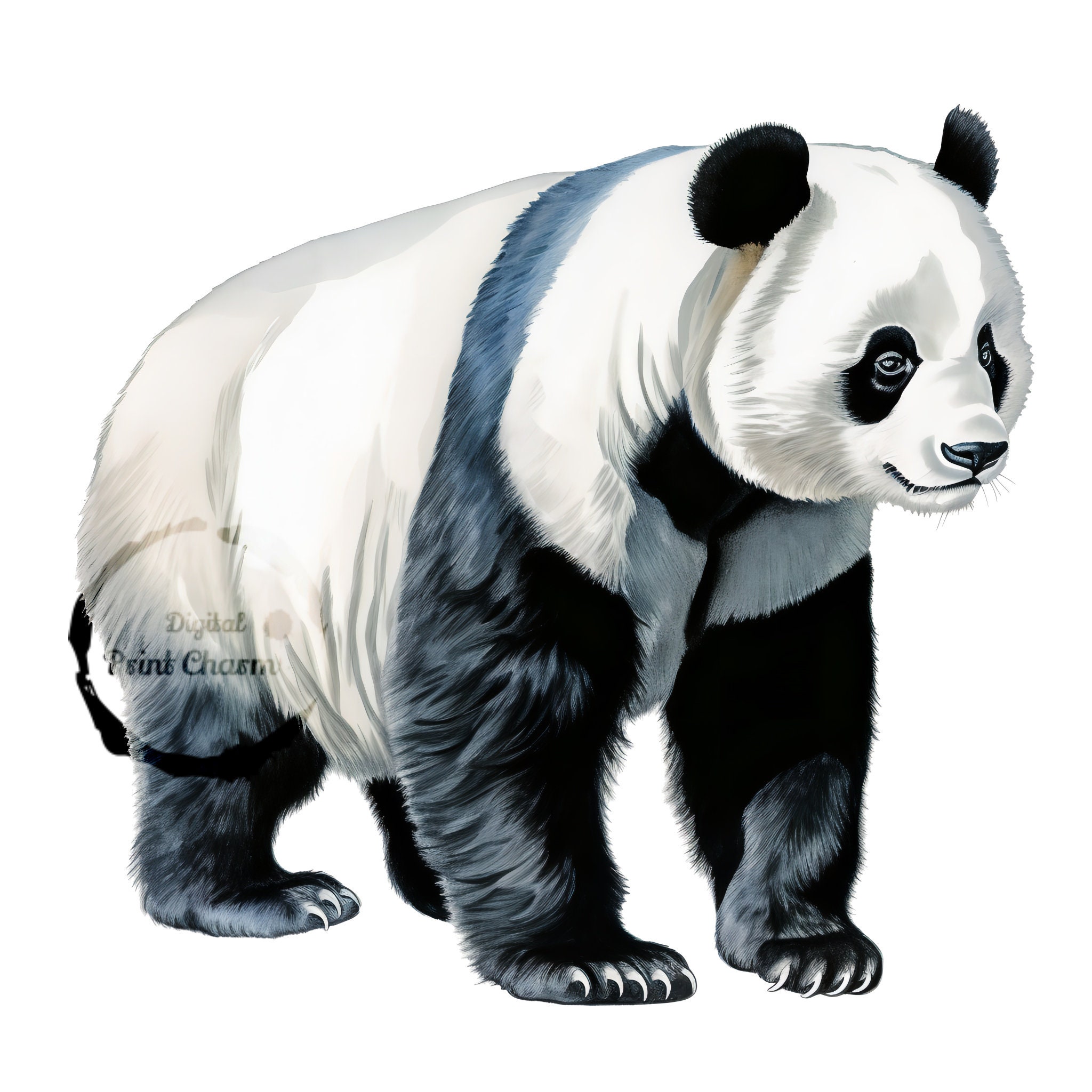 Panda Digital Prints Watercolor Artwork Bundle of 12 - Etsy