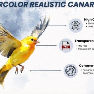 Canary Watercolor Clipart | Bundle of 20 Realistic Paintings | for ...
