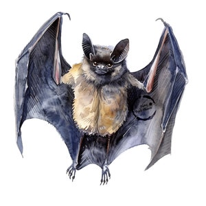 Realistic Bat Clipart Bundle | 16 Detailed Bat Illustrations | Perfect ...