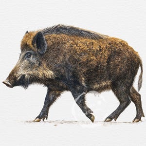 Realistic Wild Boar Clipart Bundle | 20 Wild Hog Illustrations ...
