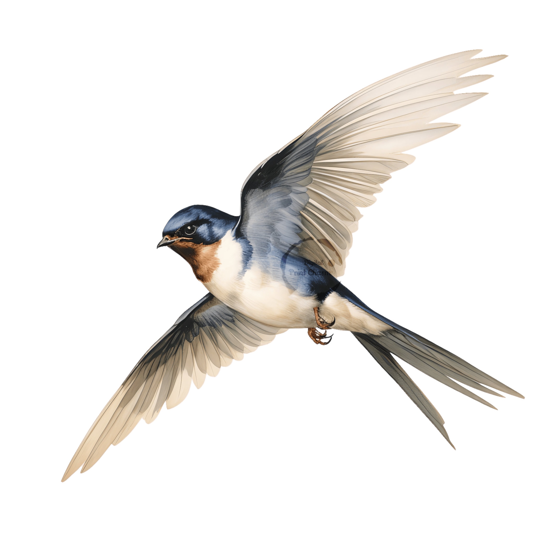 Swallow Watercolor Clipart Bundle Realistic Bird Prints 16 Artistic ...