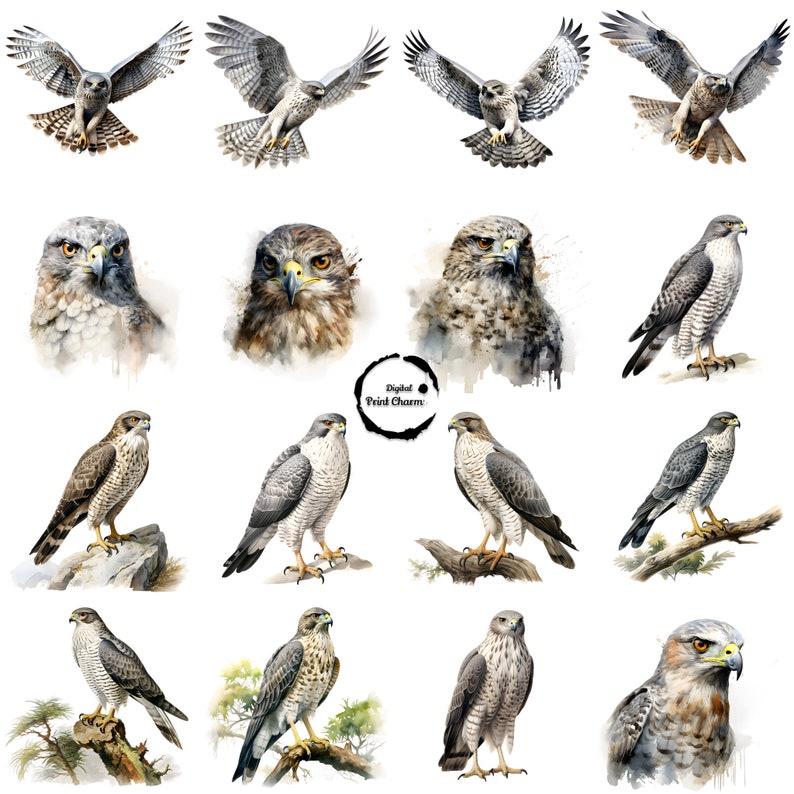 Majestic Goshawk Watercolor Clipart Set | 16 Realistic Bird of Prey ...